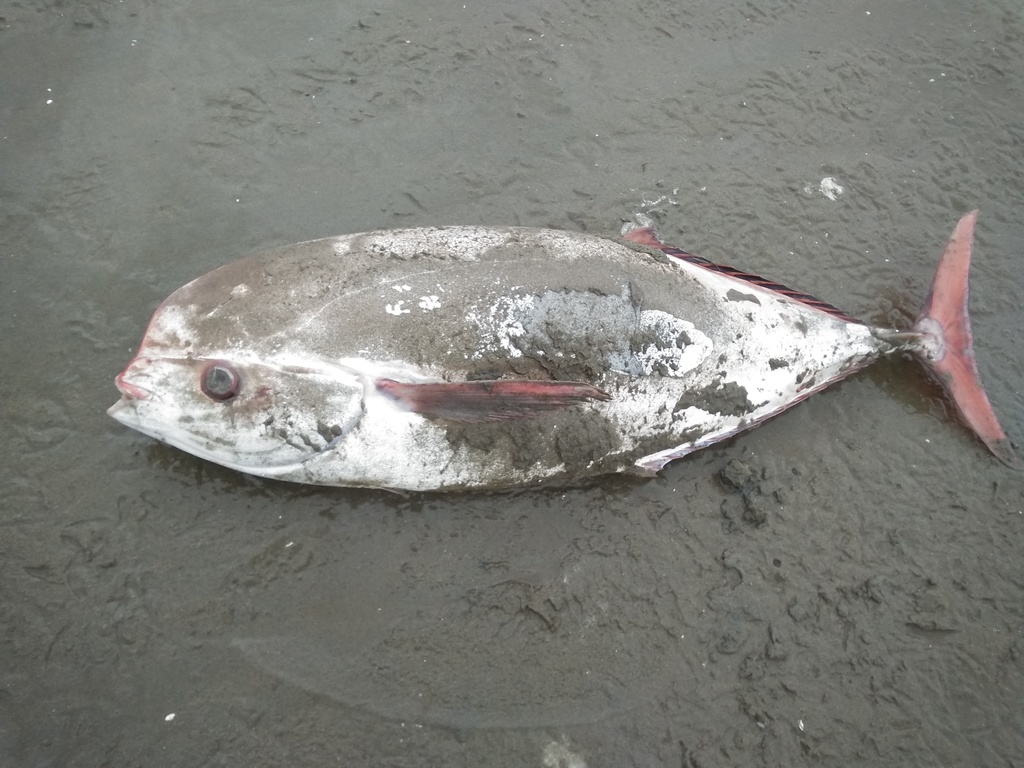 Louvar (Luvarus imperialis) - Marine Life Identification