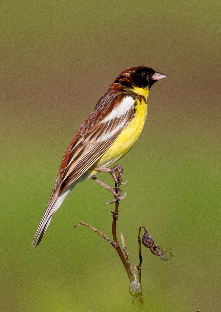 Escribano Aureolado (Especies en Peligro Crítico de Andalucía ...
