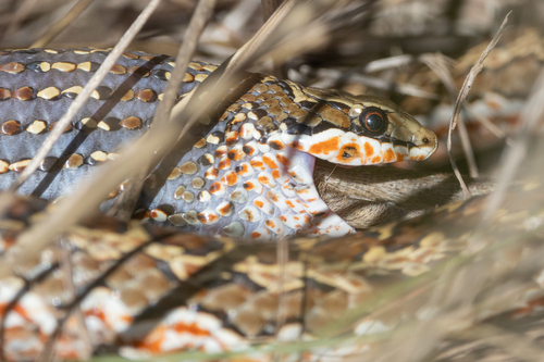 Sand Snakes (Psammophiidae) - Snakes and Lizards