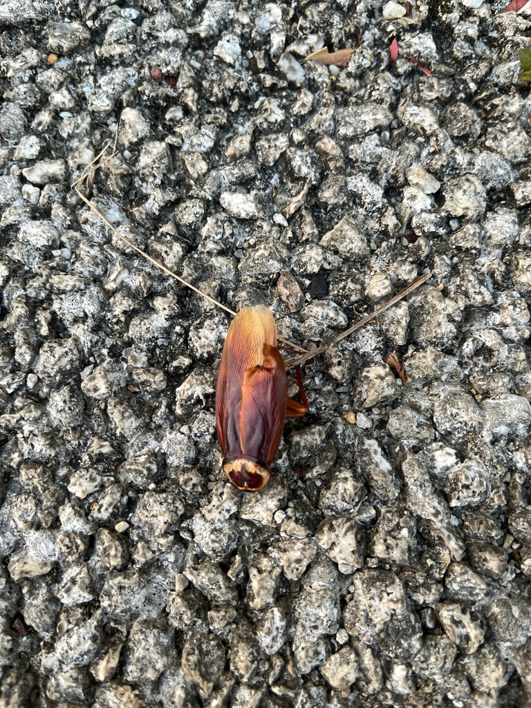 Australian Cockroach from Onna, Onna, Okinawa, JP on October 7, 2025 at ...
