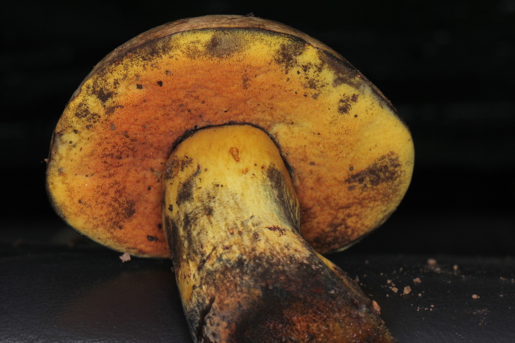 false yellow bolete from Sierra de Manantlan, Jalisco, Mexico on ...