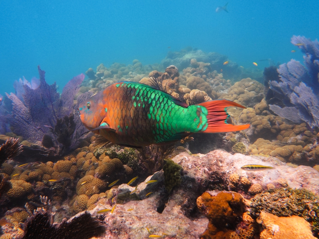 Rainbow Parrotfish in September 2019 by Phil's 1stPix. Rainbow ...