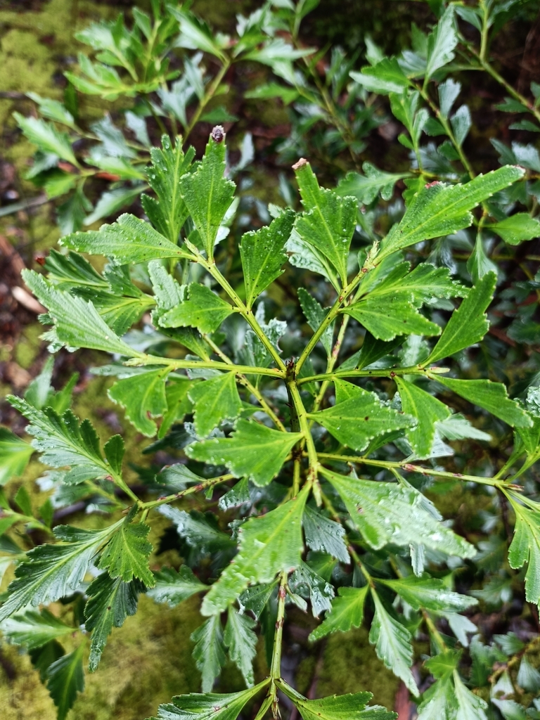celery-top pine from Florentine TAS 7140, Australia on October 07, 2025 ...
