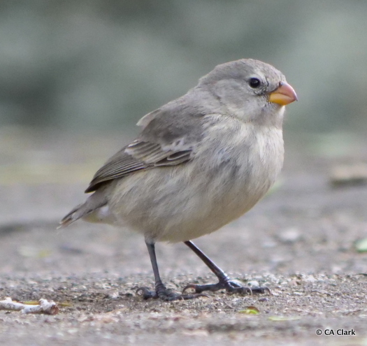 Small Tree-Finch from Floreana, Galápagos, Ecuador on July 26, 2019 at ...