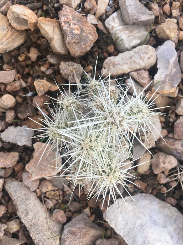 Blue Diamond Cholla from Clark County, NV, USA on December 08, 2019 at ...