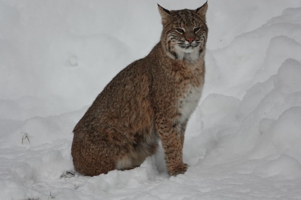 Eastern Bobcat (Lynx rufus rufus) - Know Your Mammals
