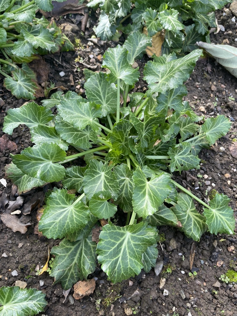 Moroccan eryngo in October 2025 by hestonbrocklehurst · iNaturalist