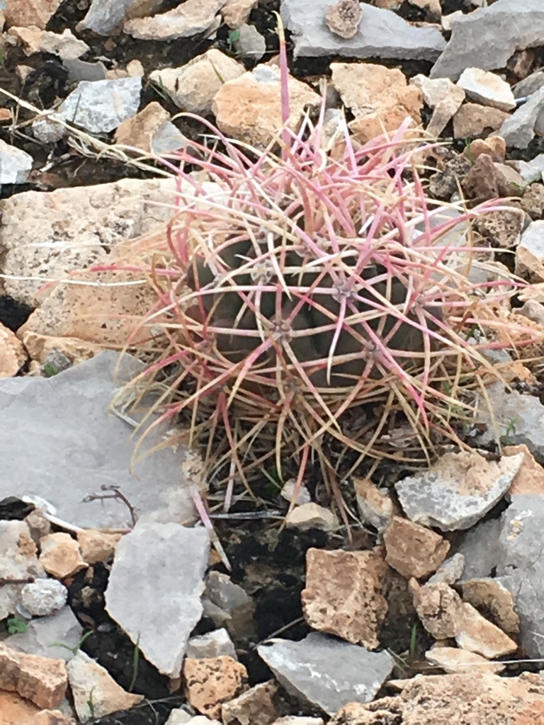 California Barrel Cactus from Clark County, NV, USA on December 08 ...