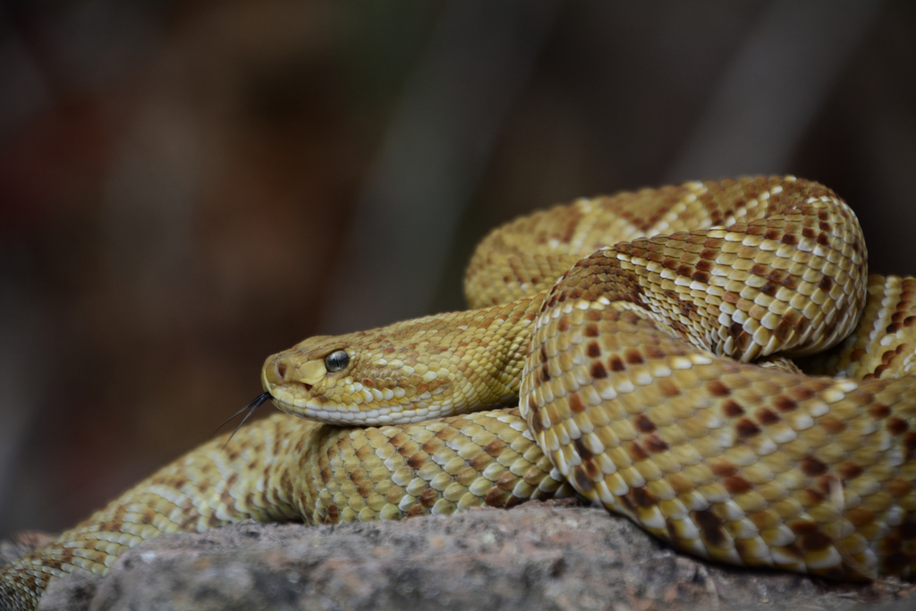 Basilisk Rattlesnake from Escuinapa, Sin., México on April 23, 2019 at ...