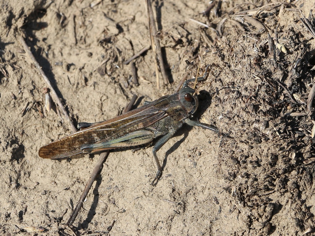 Migratory Locust from Усть-Лабинский р-н, Краснодарский край, Россия on ...
