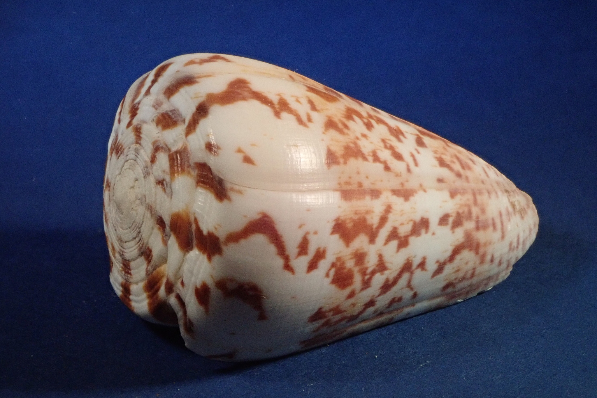 Conus caracteristicus Fischer von Waldheim, 1807
