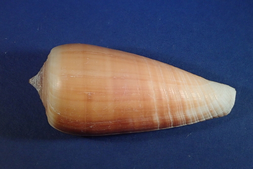 Rayed Cone (Conus radiatus) · iNaturalist United Kingdom