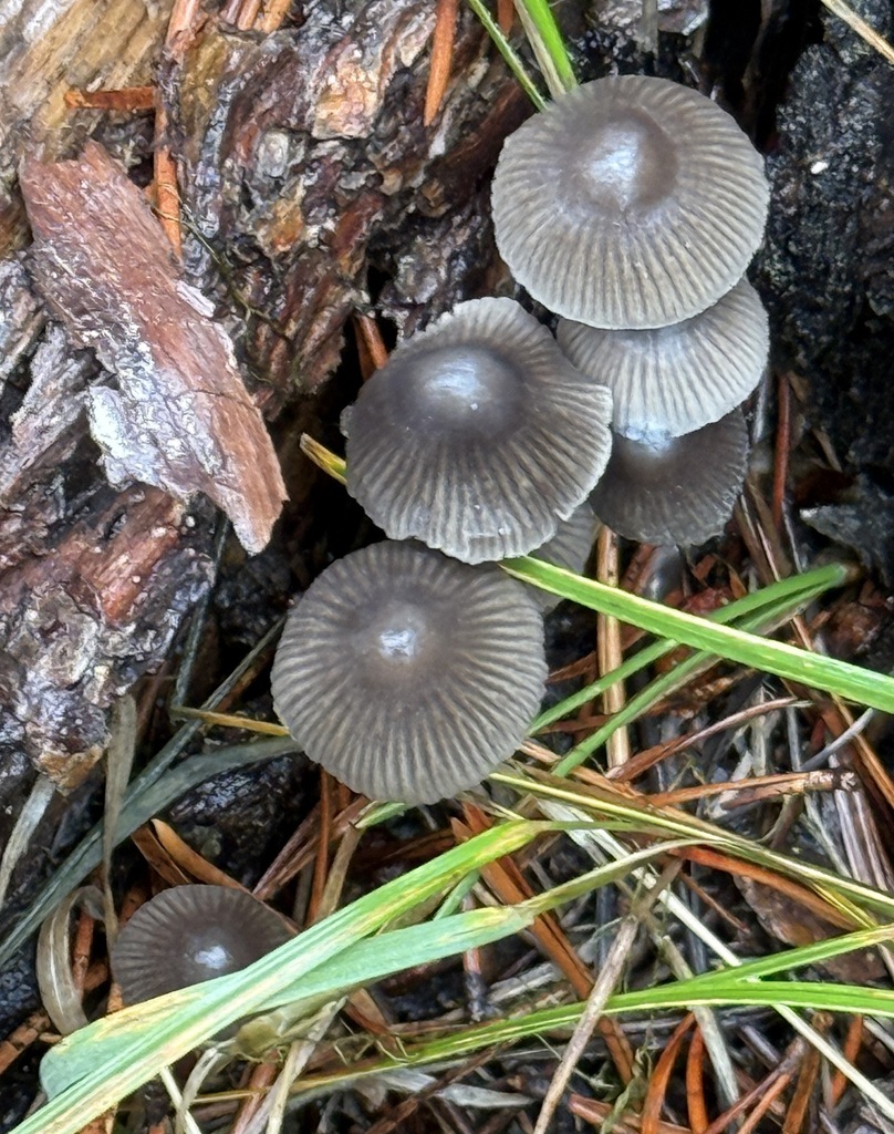 Mycena robusta in October 2025 by Joe Matanzas. With Pinus contorta. On ...