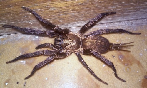 Linothele curvitarsis · iNaturalist