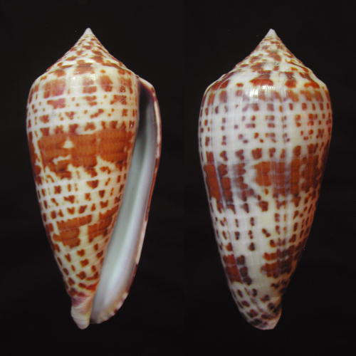 Conus lynceus · iNaturalist