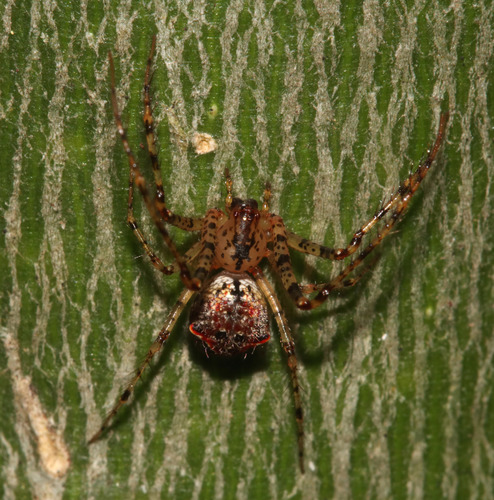 Burnett Range Pirate Spider (Australomimetus burnetti) · iNaturalist