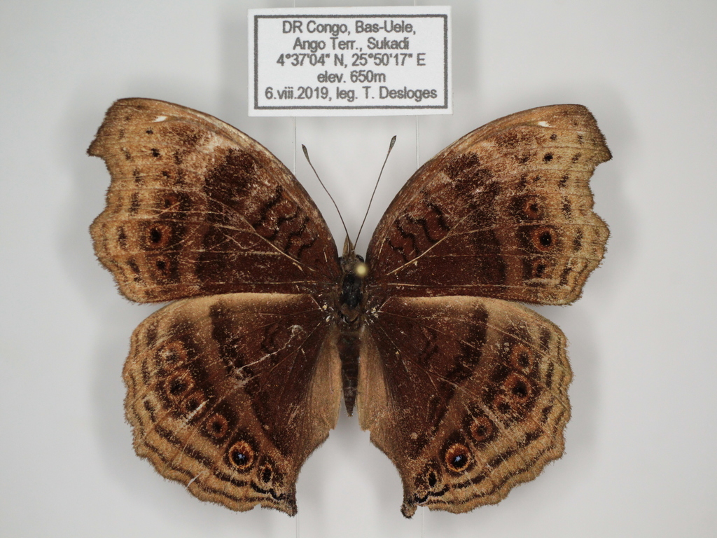 Aurivillius’ Brown Pansy from Sukadi, Bas-Uele, Democratic Republic of ...