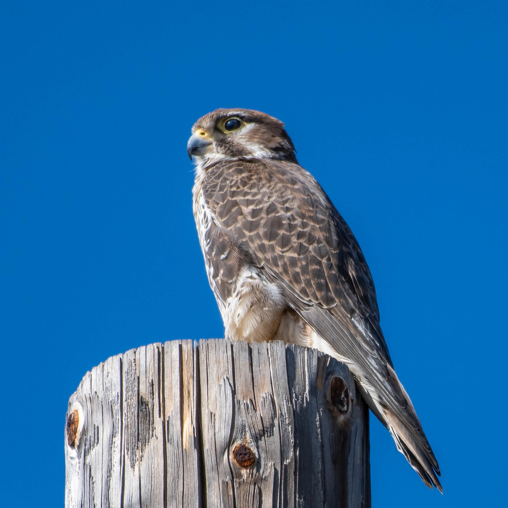 Prairie Falcon from San Diego County, CA, USA on November 25, 2019 at ...