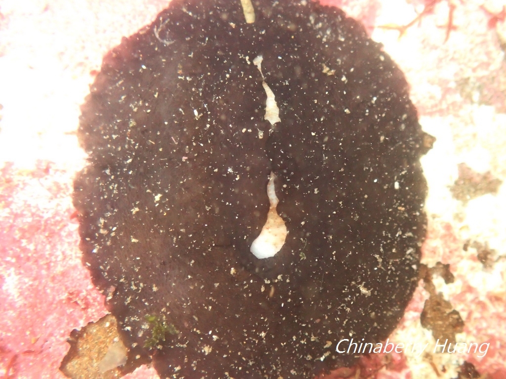 Scutus sinensis (Blainville, 1825)