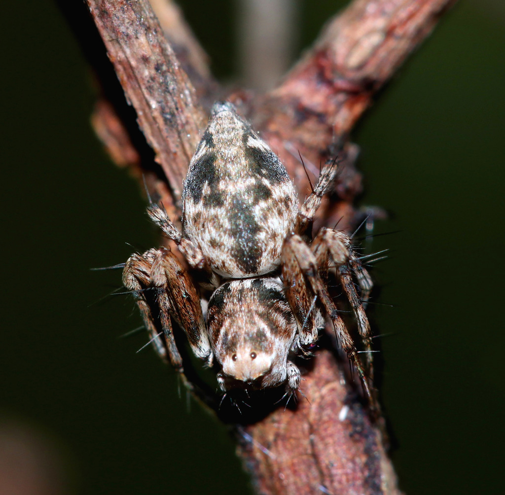 Variable Lynx Spider in October 2016 by juliegraham173 · iNaturalist