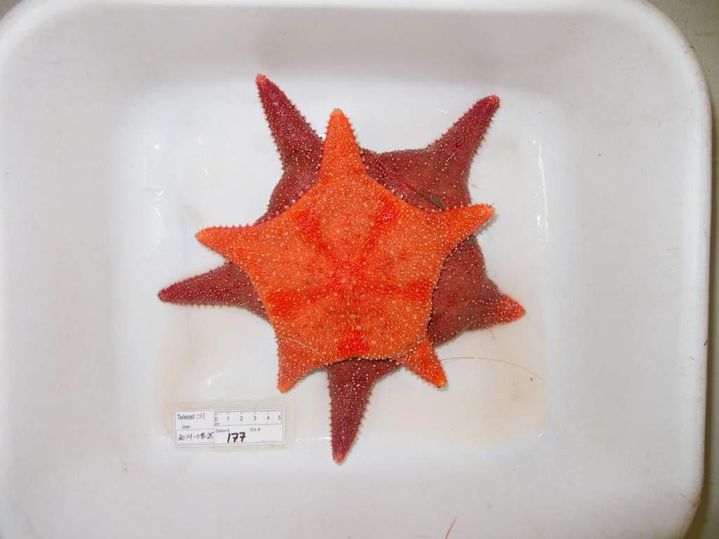 Trojan Star from Côte-Nord, QC, Canada on August 26, 2014 at 01:39 AM ...