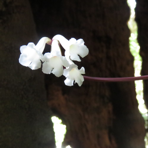 Pandorea nervosa · iNaturalist