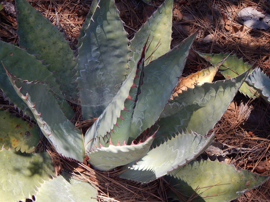 wocomahi agave from Mesa del Campanero--encima de la mesa, Yécora, Son ...