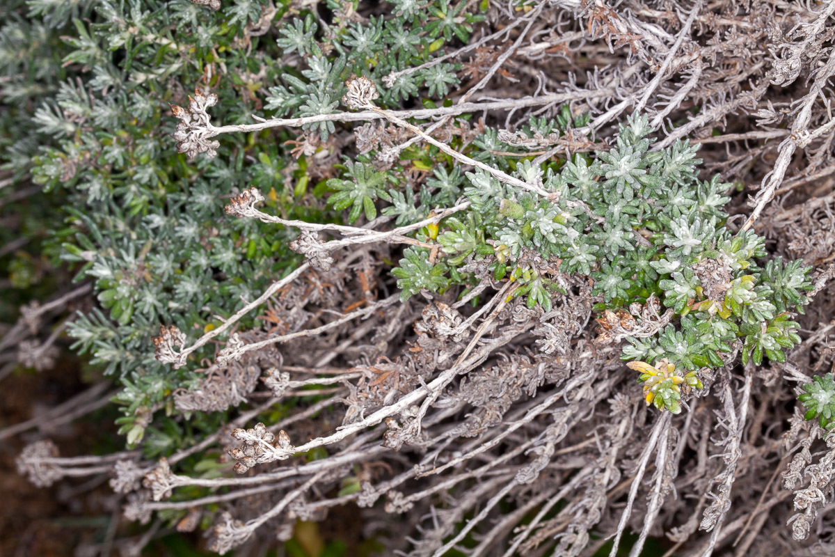 Helichrysum italicum subsp. microphyllum (Willd.) Nyman