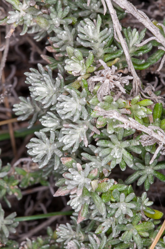 Helichrysum italicum subsp. microphyllum (Willd.) Nyman