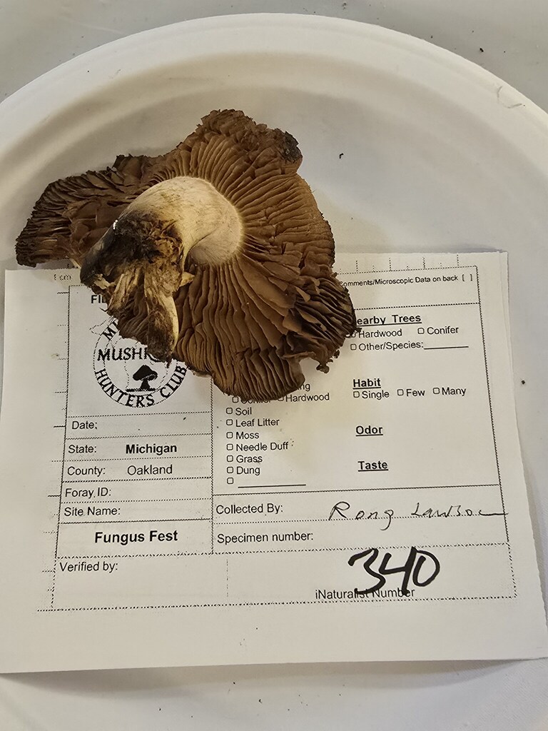 Cortinarius sp. 'IN06' from Oakland County, MI, USA on September 27 ...
