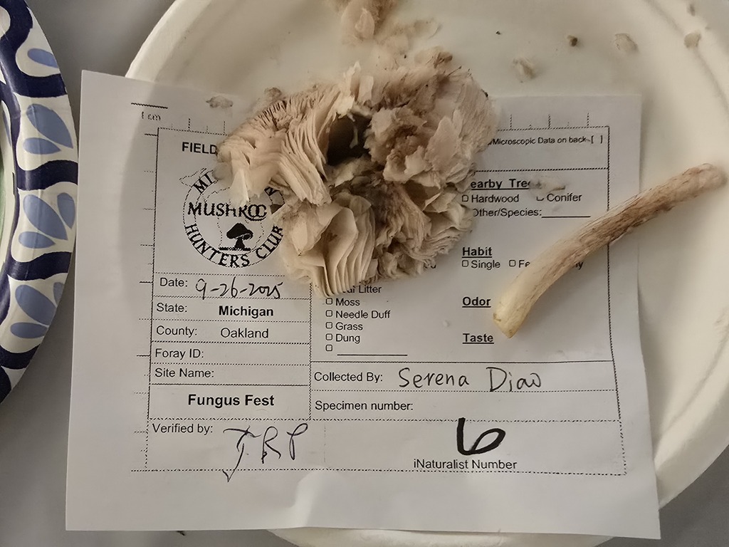 Pluteus hongoi from Oakland County, MI, USA on September 26, 2025 at 07 ...