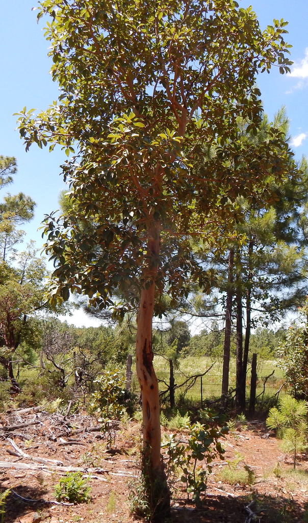 Texas madrone from Mesa del Campanero--encima de la mesa, Yécora, Son ...