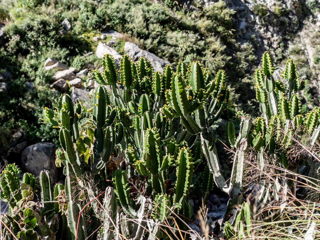 Cactus Euphorbia Royleana