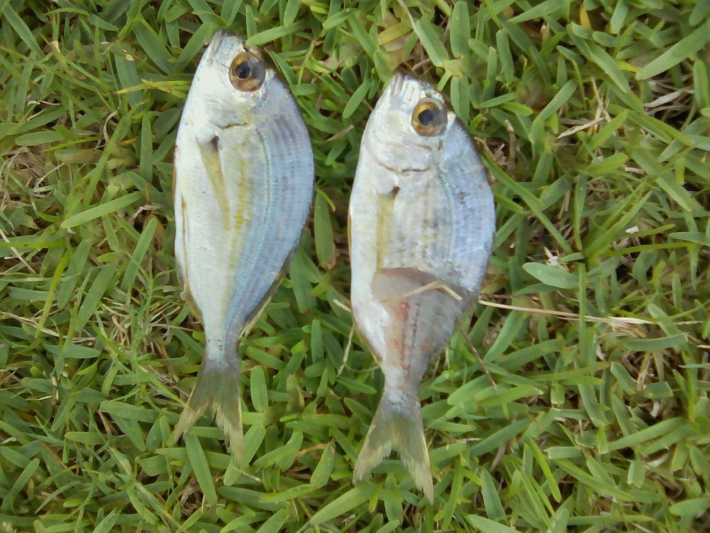 Cape Stumpnose (Rhabdosargus holubi) - Marine Life Identification