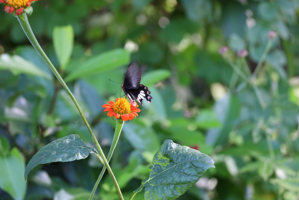 Common Rose Swallowtail from Blathoor, Kerala 670593, India on October ...