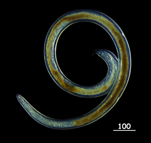Order Dorylaimida · iNaturalist