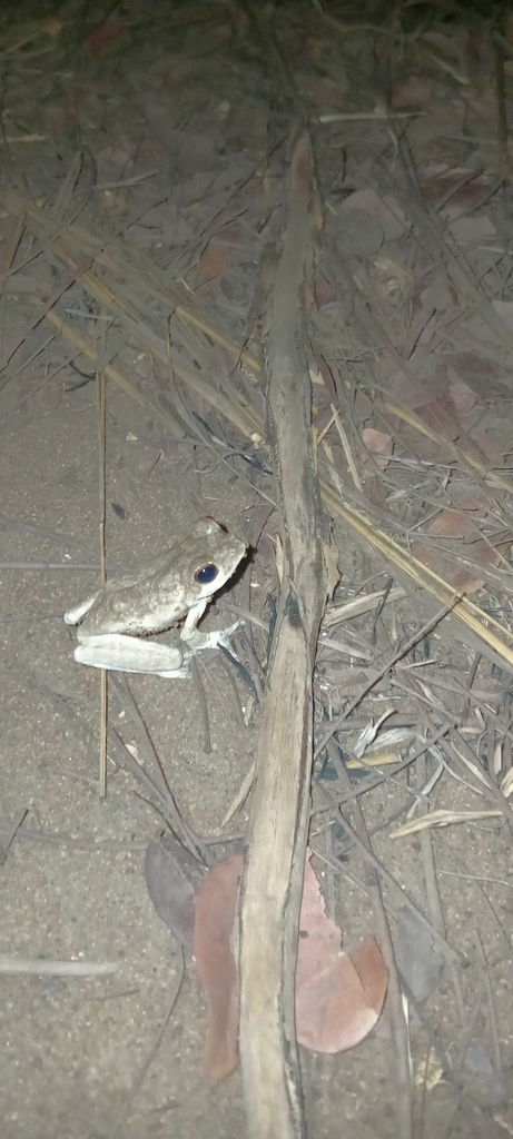 Frogs and Toads from Machanga, Moçambique on September 27, 2025 at 10: ...