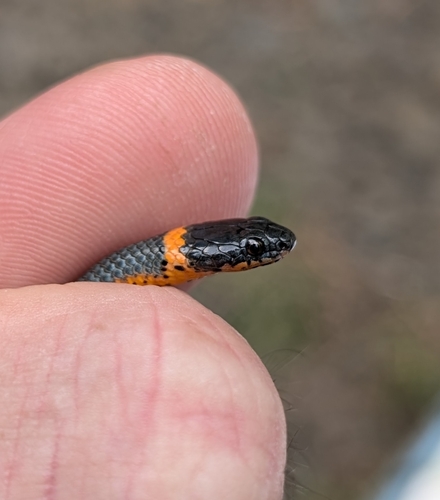 ring-necked snake (Diadophis punctatus) - Snakes and Lizards