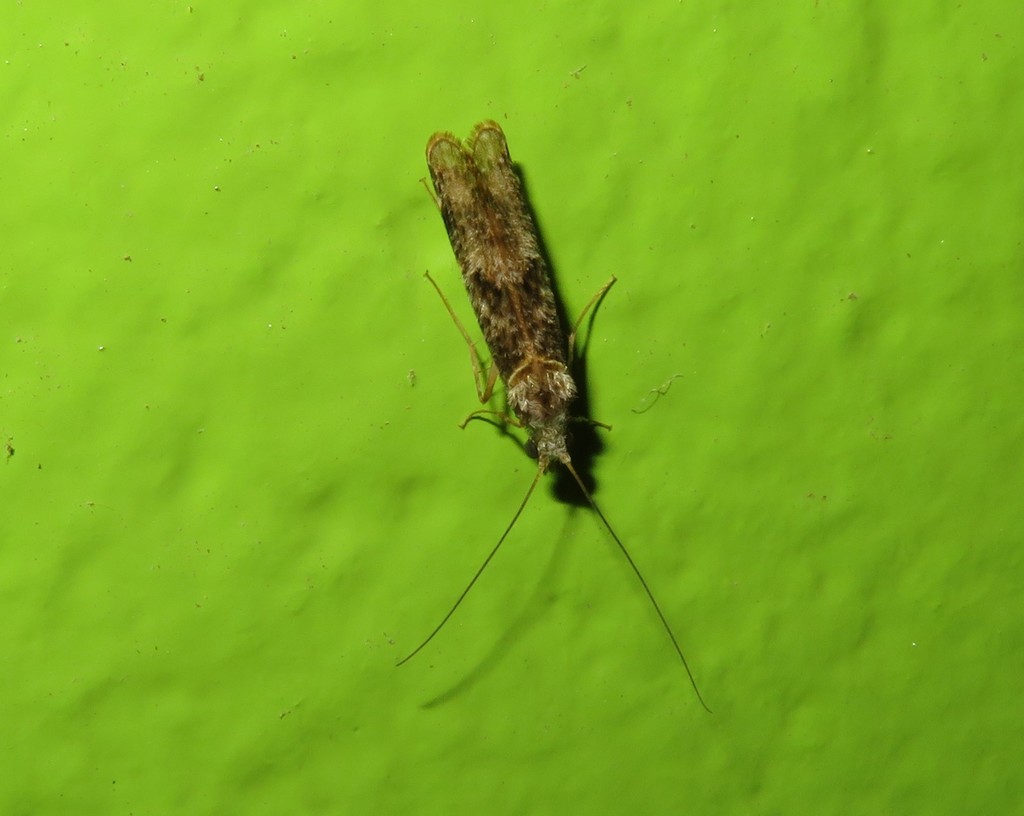 Hydrobiosidae from Yurinaki 12865, Perú on October 19, 2019 at 10:11 PM ...