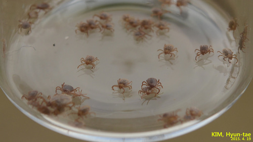 Bush Tick (Tick Watch Southwest Australia) · iNaturalist
