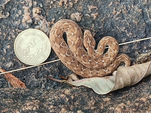Saw-scaled Viper (Echis carinatus) - Snakes and Lizards
