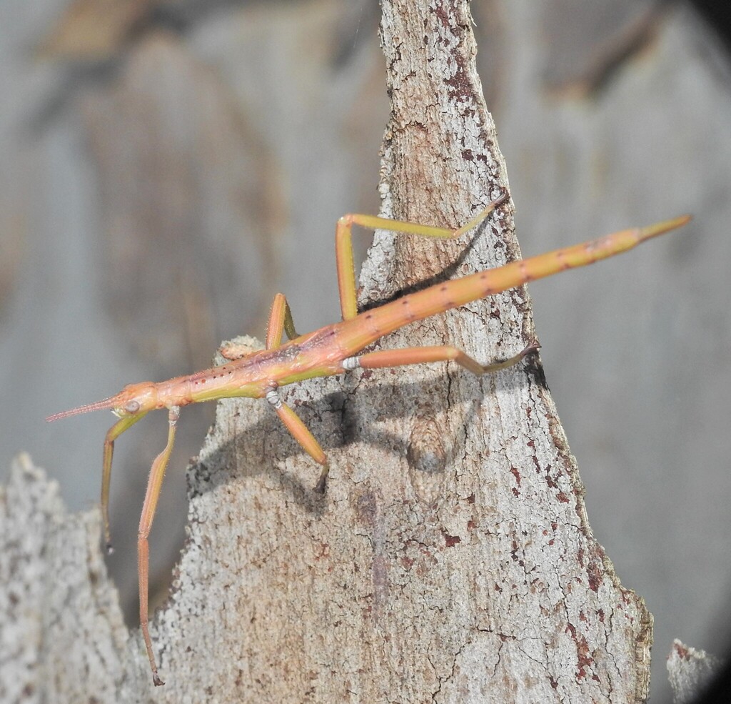 Red-winged Stick Insect from Talegalla Weir QLD 4650, Australia on ...