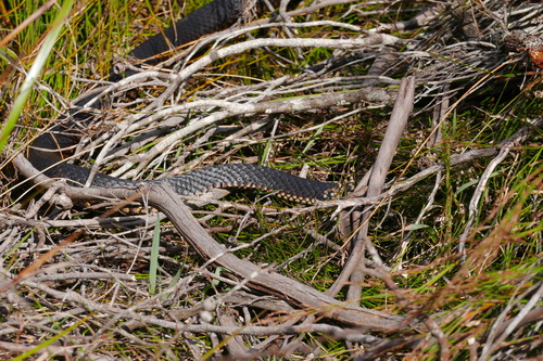 Highlands Copperhead (Austrelaps ramsayi) - Snakes and Lizards