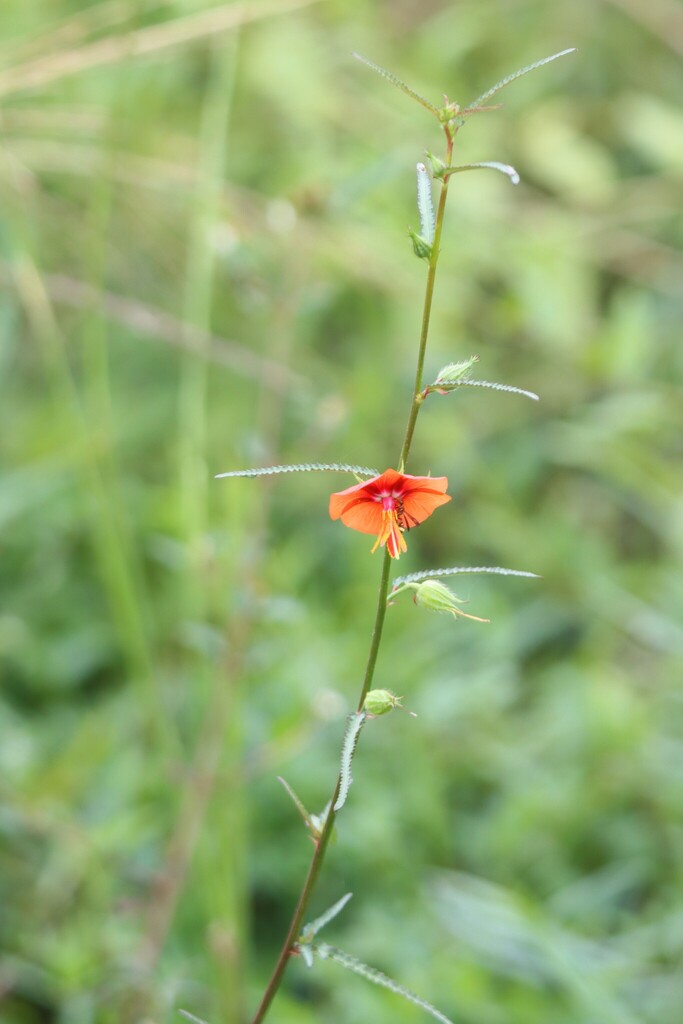Mallow and Hibiscus Family from Buffalo Field, Orakal, Bhubaneswar ...