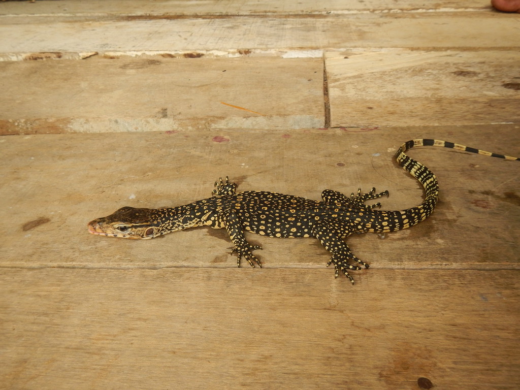 Southeast Asian Water Monitor from Bungku, Bajubang, Batang Hari ...