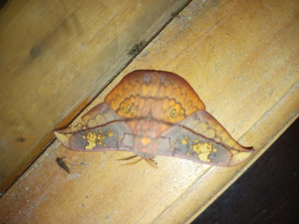 Antheraea rosieri from Trashigang, Bhutan on August 24, 2025 at 08:00 ...