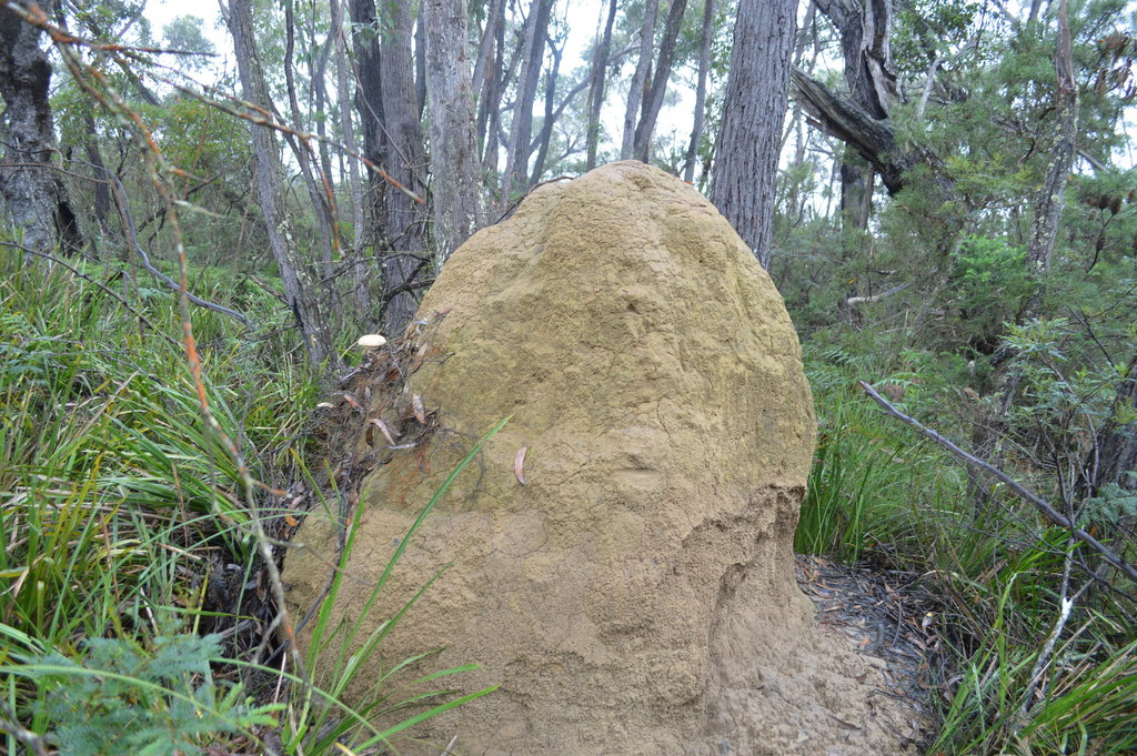 Milk Termite from Barren Grounds NSW 2577, Australia on February 21 ...