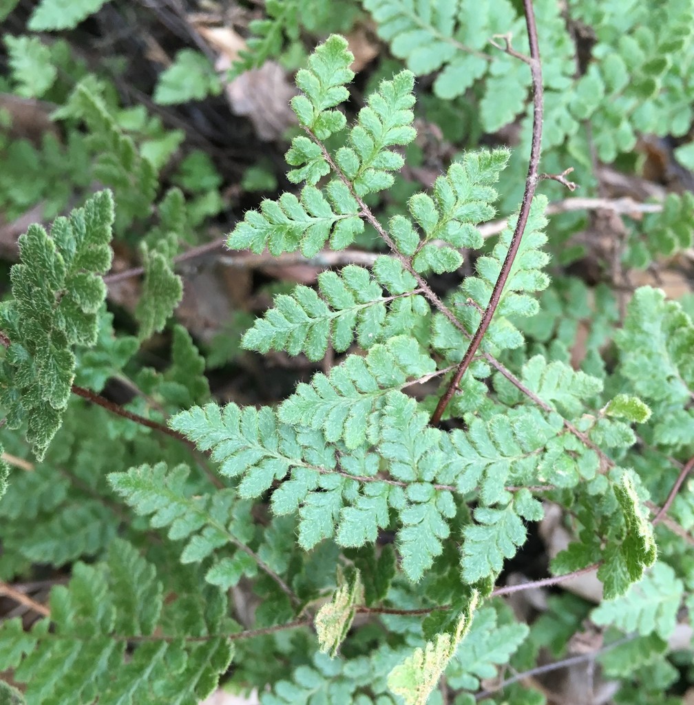Hairy Lip Fern from West Fork, AR 72774, USA on December 10, 2019 at 11 ...