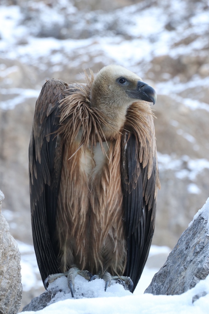 Eurasian Griffon from Tehran, IR on November 22, 2019 by tanhagard ...