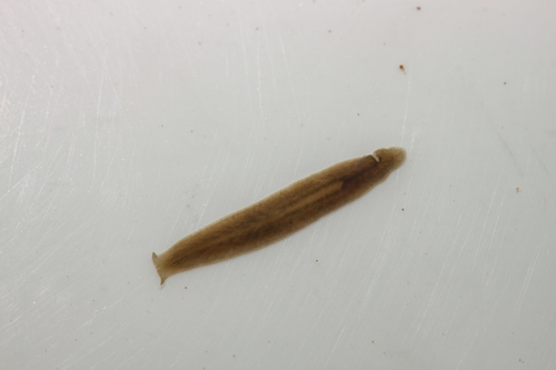Crenobia (Planarias pequeñas) · iNaturalist